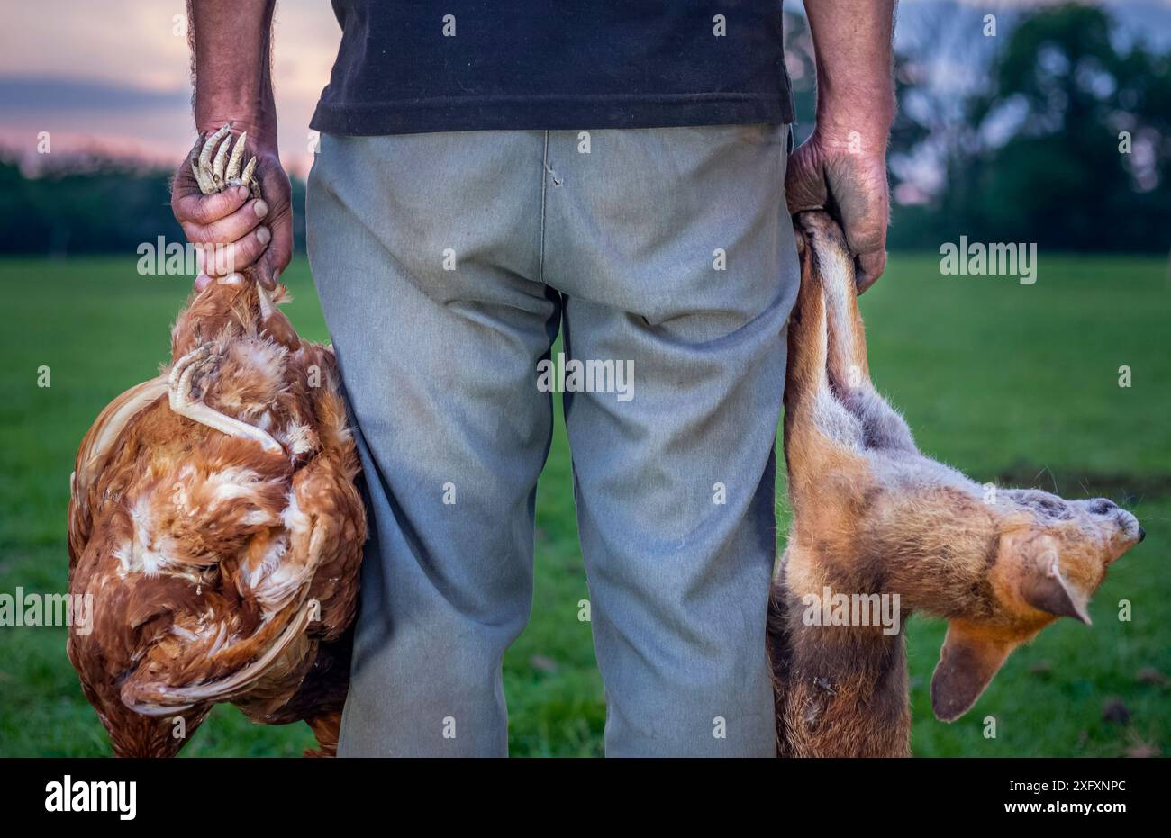 Poultry farmer holds the carcasses of two hens, as well as the Red fox ...