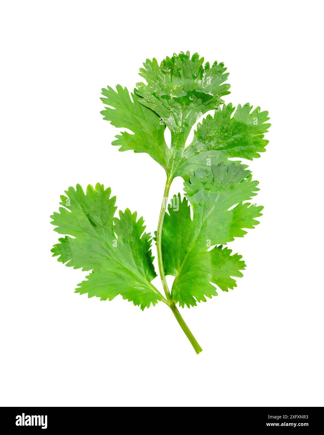 Top view of fresh green coriander or Chinese parsley leaf is isolated ...