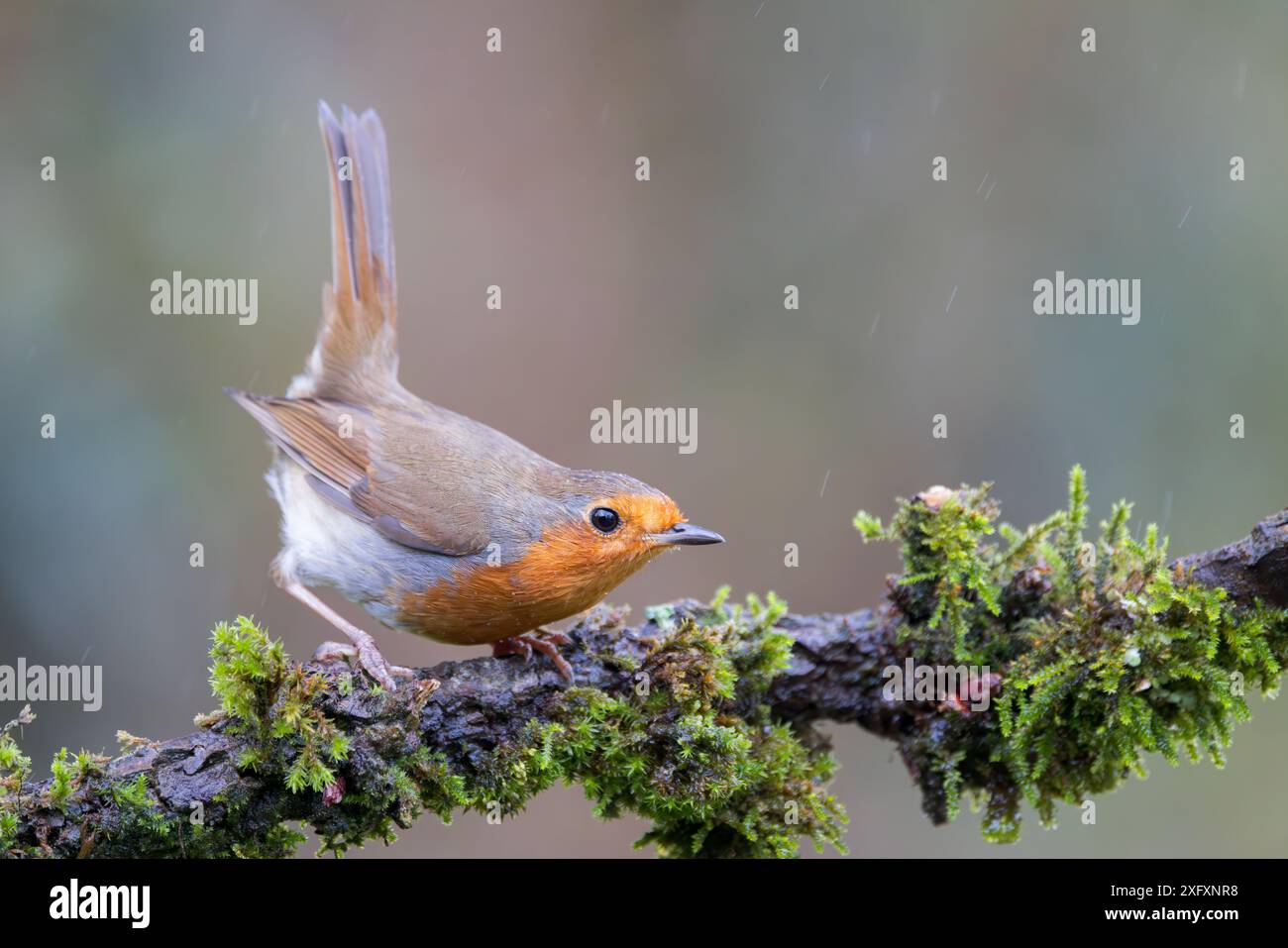 European Robin [ Erithacus rubecula ] on mossy stick in the rain Stock ...