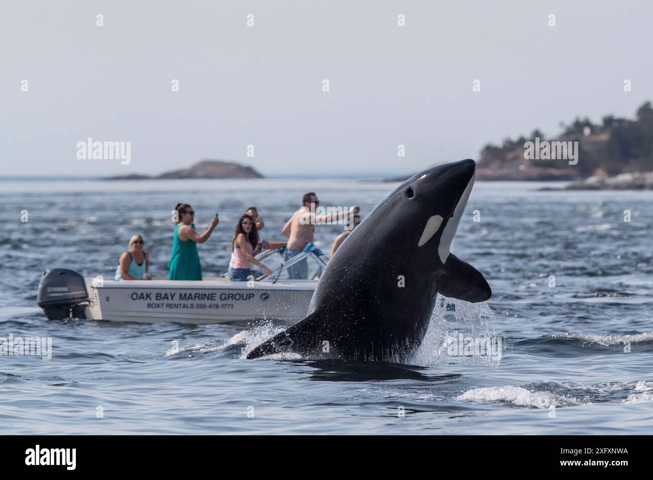 Killer whale or orca (Orcinus orca) breaching next to boat. Salish Sea ...