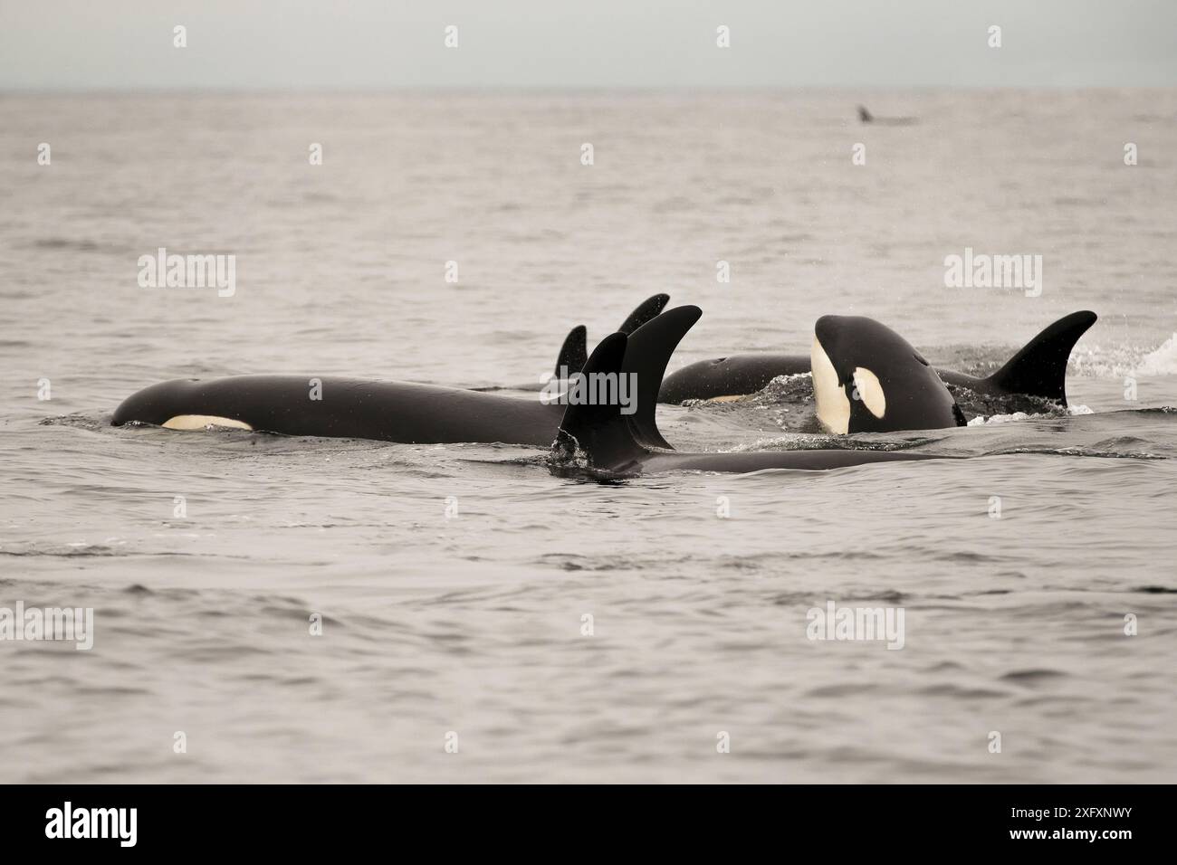 Killer whales or orcas (Orcinus orca) Salish Sea, Vancouver Island ...