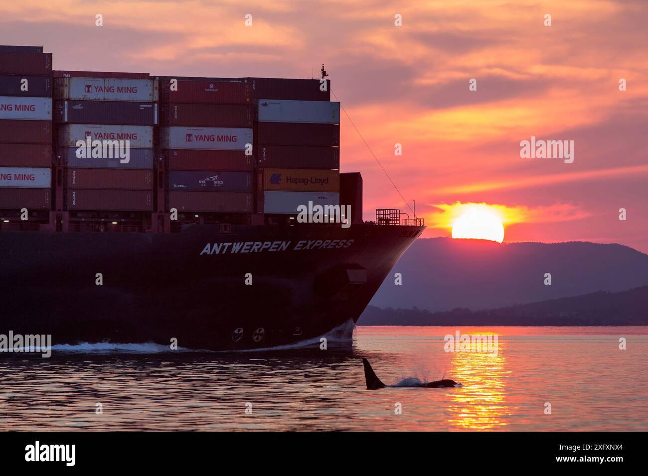 Cargo ship and dolphins swimming hi-res stock photography and images ...