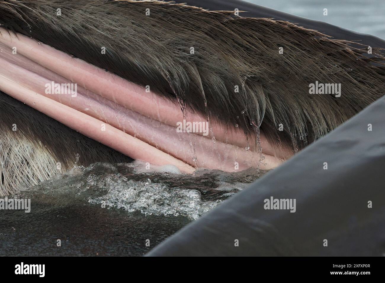 Humpback Whale (Megaptera novaeangliae) Lunge-feeding- showing baleen ...