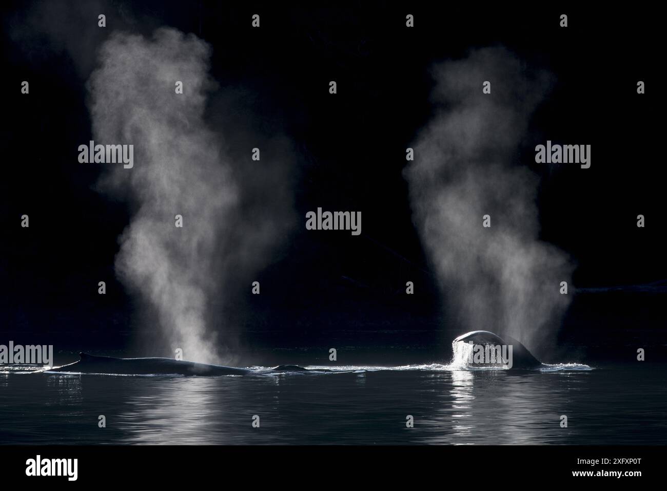 Humpback whale blowing spouting hi-res stock photography and images - Alamy