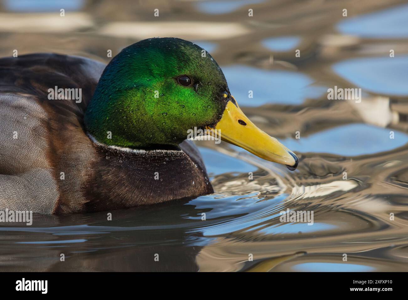 Mallard duck (Anas platyrhynchos) - male in summer plumage, Slimbridge ...