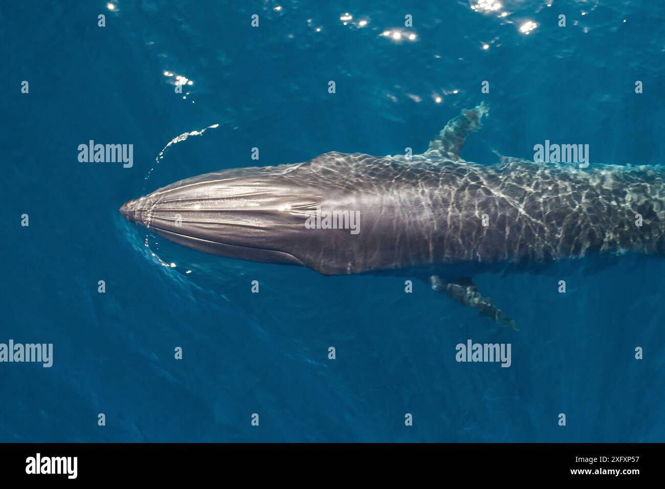 Bryde's whale (Balaenoptera edeni) aerial view, Baja California, Mexico ...