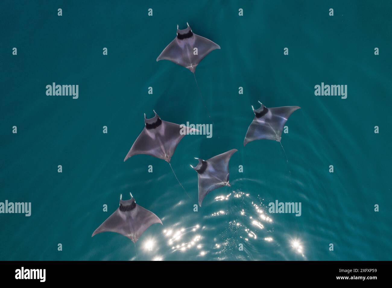 Spinetail devil rays (Mobula mobular) aerial Baja California, Mexico ...