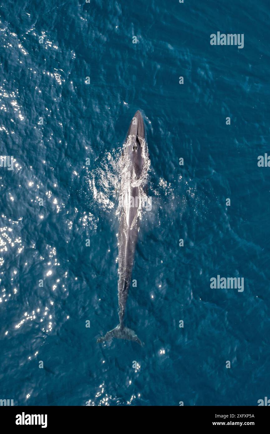 Sei whale (Balaenoptera borealis) -aerial view, Baja California, Mexico Stock Photo - Alamy