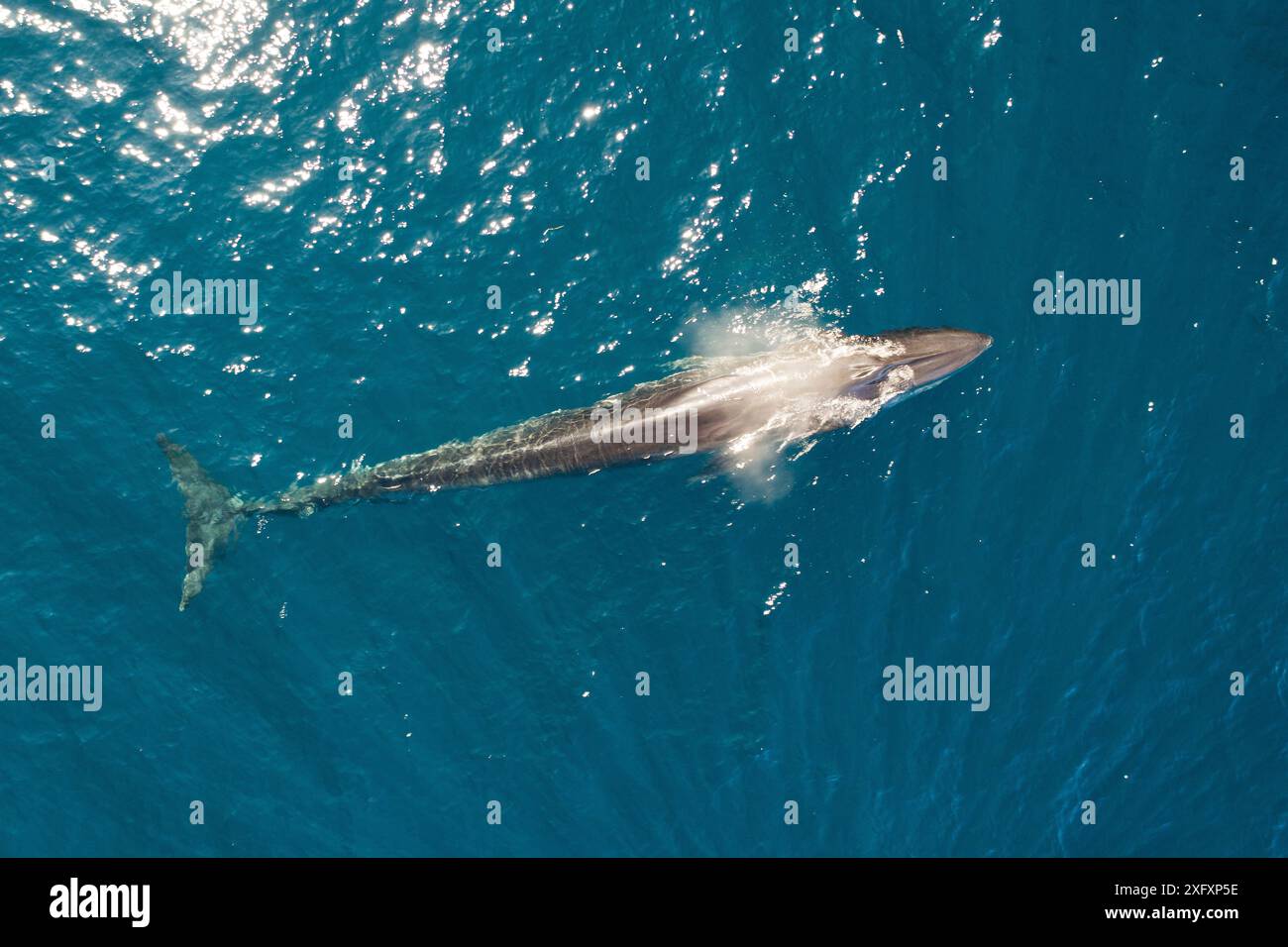 Sei whale (Balaenoptera borealis) aerial view, Baja California, Mexico ...