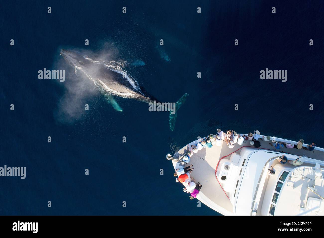 Aerial view humpback whales surfacing hi-res stock photography and ...