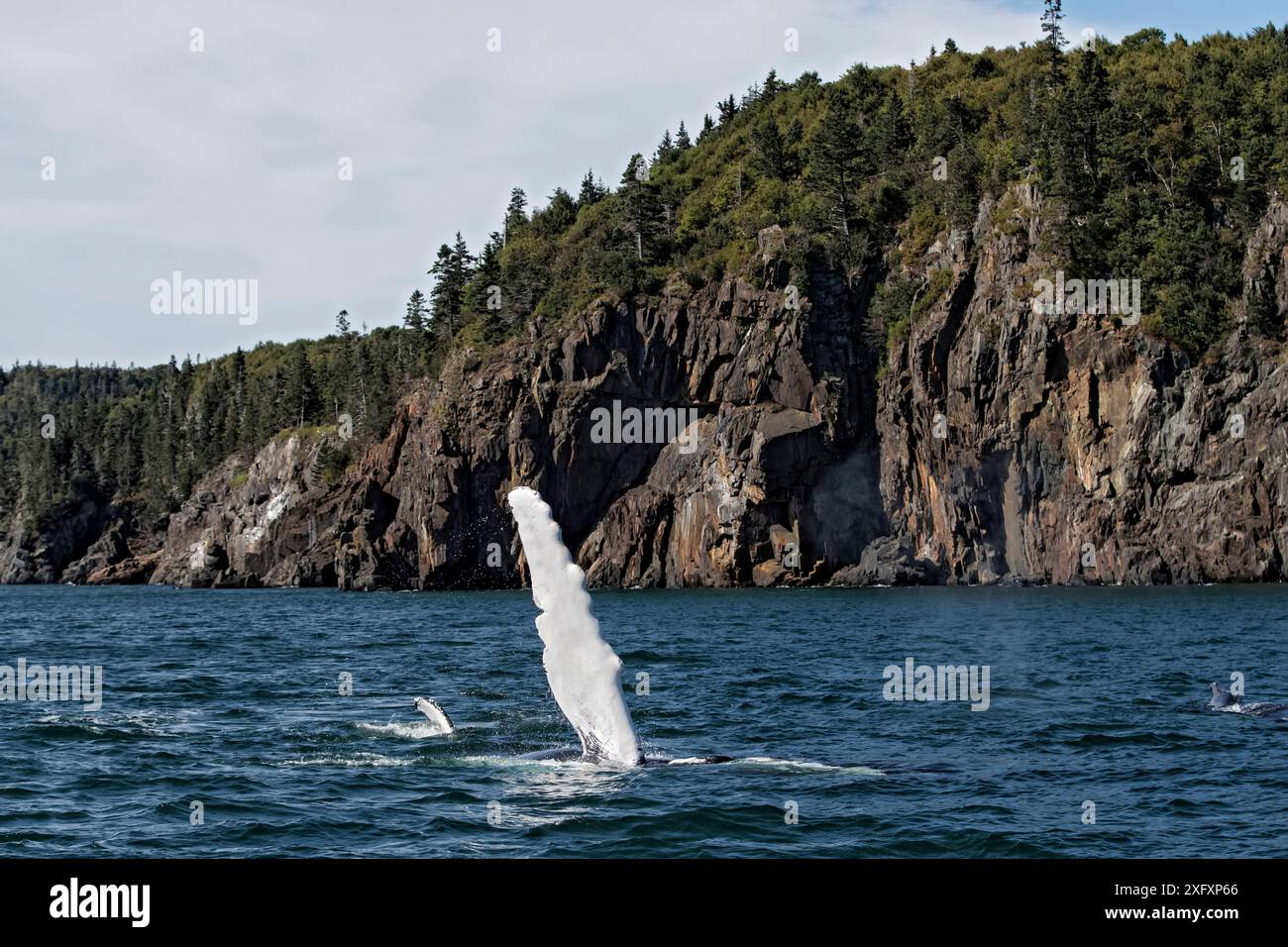 Humpback whale flippers hi-res stock photography and images - Alamy