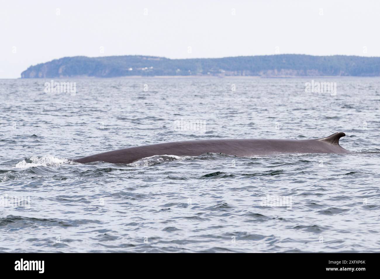 Fin whale (Balaenoptera physalus) Bay of Fundy, New Brunswick, Canada ...