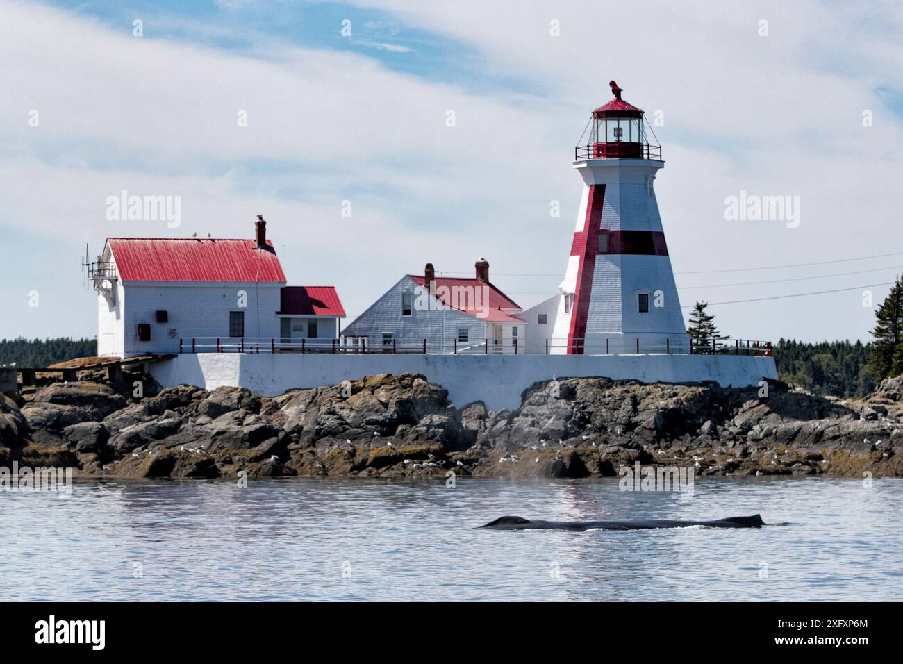 Humpback whale (Megaptera novaeangliae) - surfacing in front of East ...
