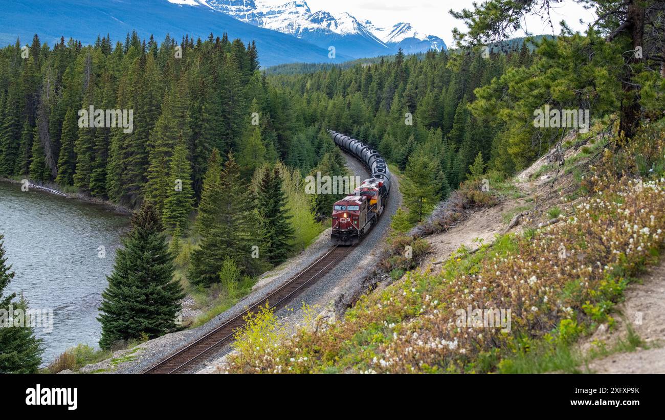 A Train is on Morant's curve railroad through the rocky mountains in Banff National Park ...