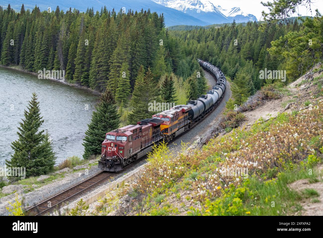 A Train is on Morant's curve railroad through the rocky mountains in Banff National Park ...