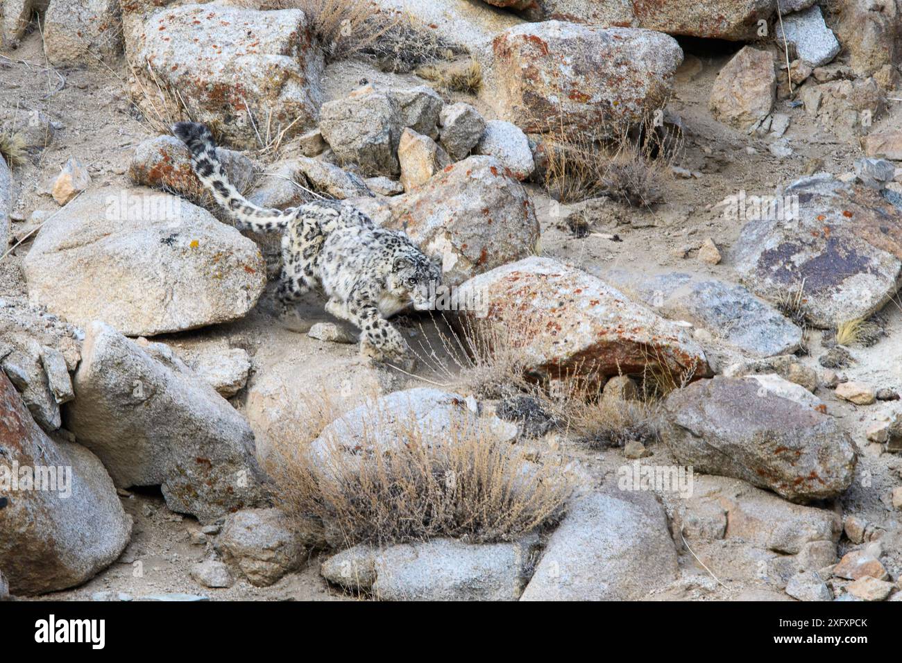 Snow leopard (Panthera uncia) stalking prey over broken rocky terrain ...