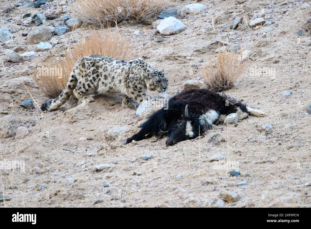 Snow leopard (Panthera uncia) female approaching its kill - a domestic ...