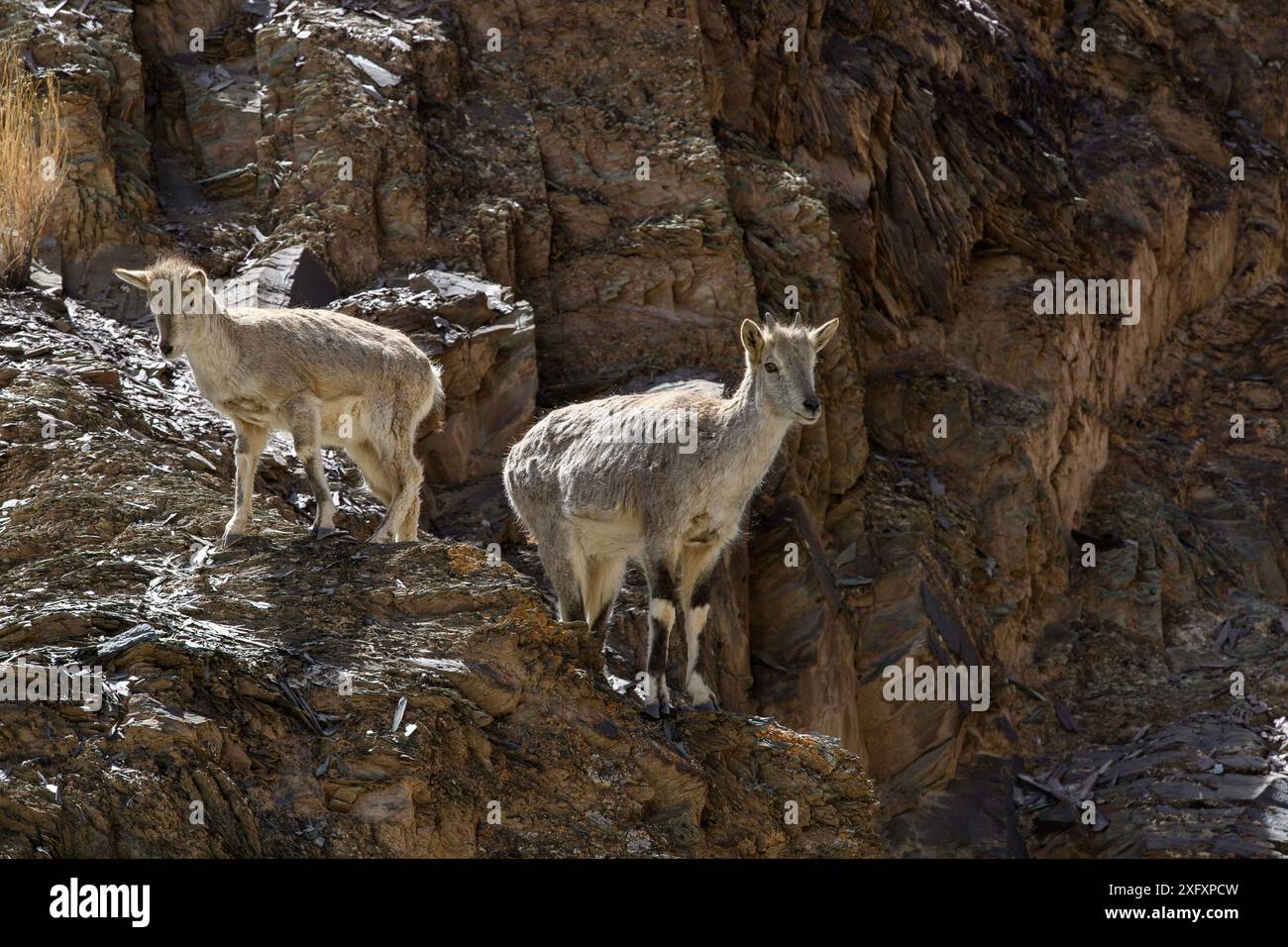 Himalayan blue sheep (Pseudois nayaur) females, climbing on steep ...