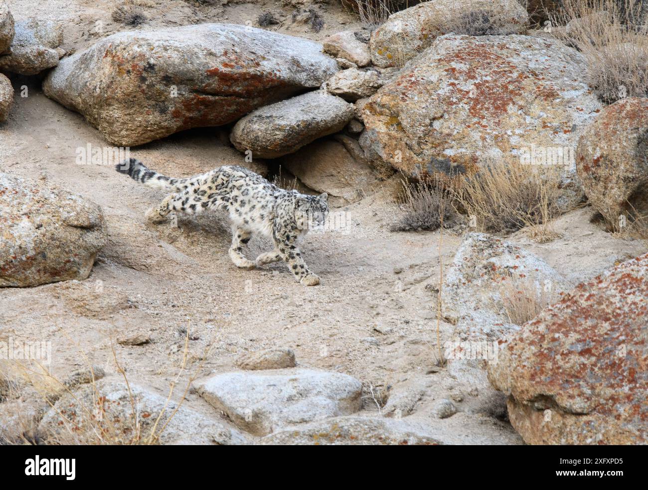 Wild Snow leopard (Panthera uncia) stalking prey over broken rocky ...