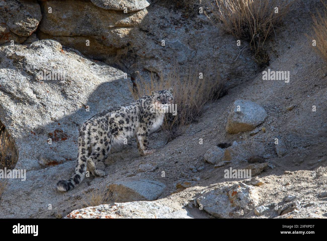 Wild snow leopard (Panthera uncia) climbing through rocky terrain ...