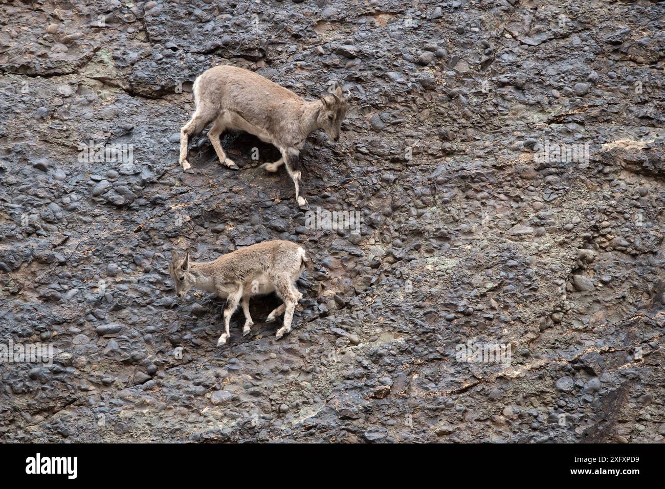 Ladakh mammals hi-res stock photography and images - Alamy