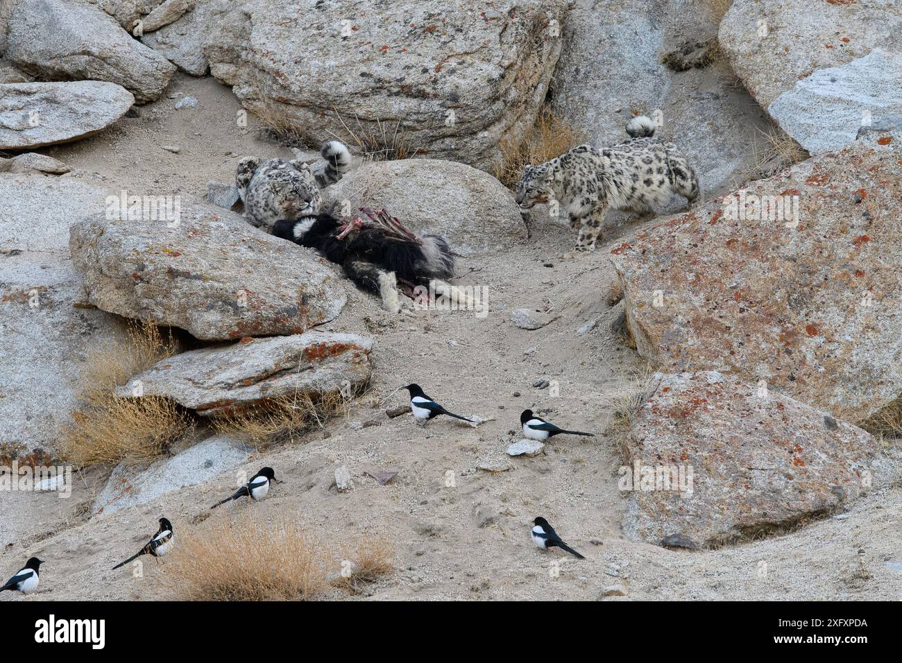 Snow leopard (Panthera uncia) female with cub feeding on kill - a ...