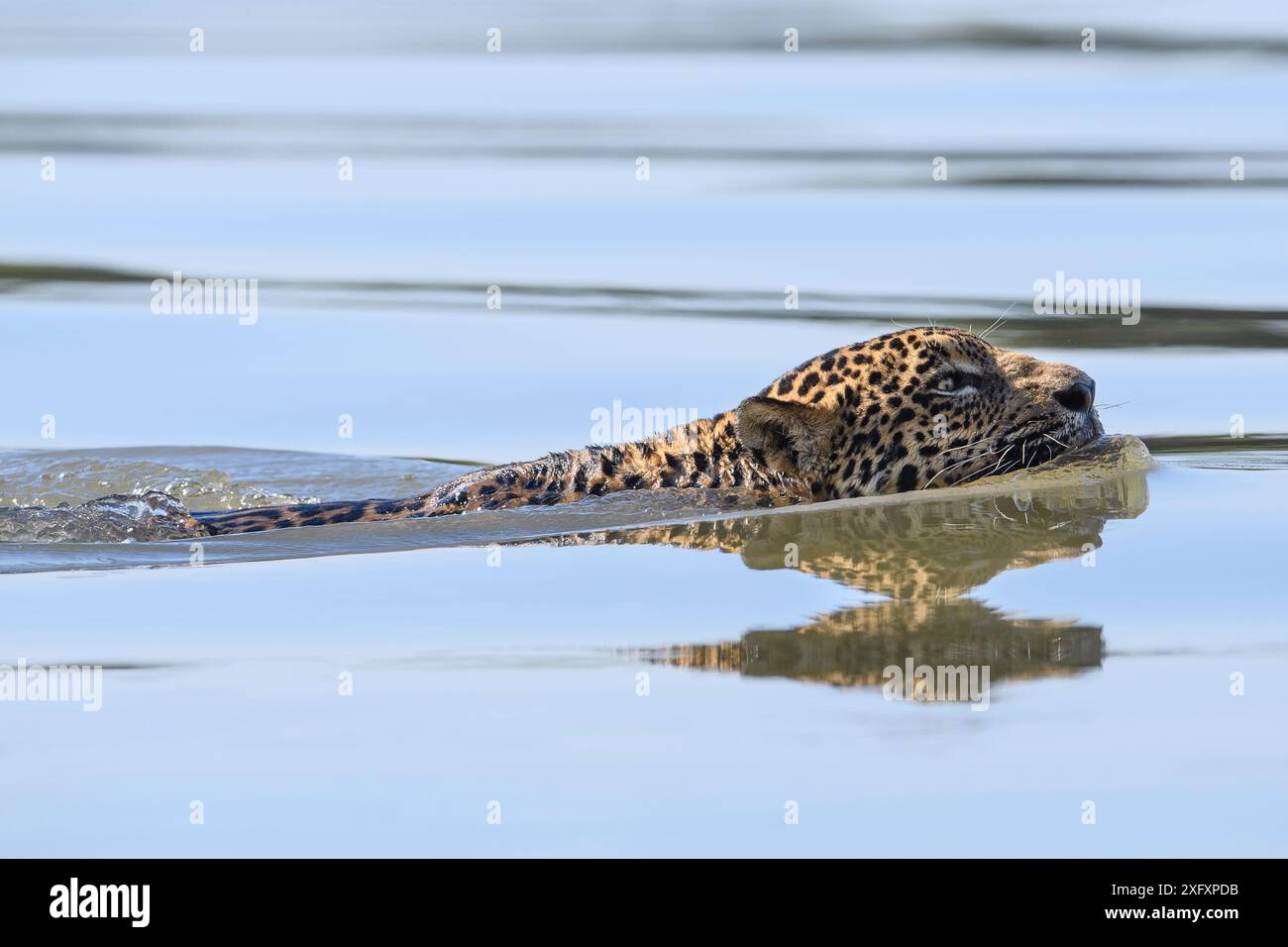 Jaguar (Panthera onca) female swimming across the Paraguay River. Near ...