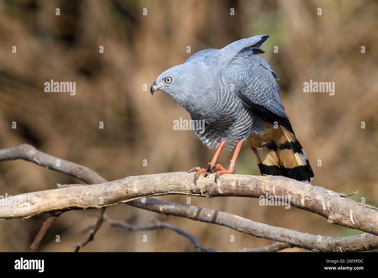 Crane hawk (Geranospiza caerulescens) perched on bank side branch ...