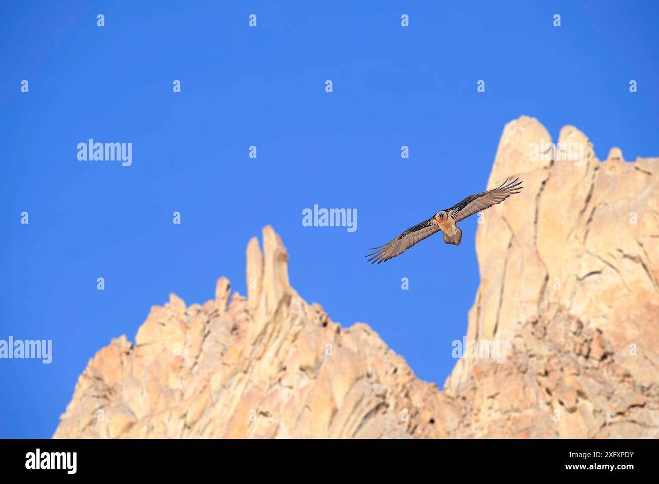 Bearded vulture (Gypaetus barbatus) in flight. Ladakh, Himalayas ...