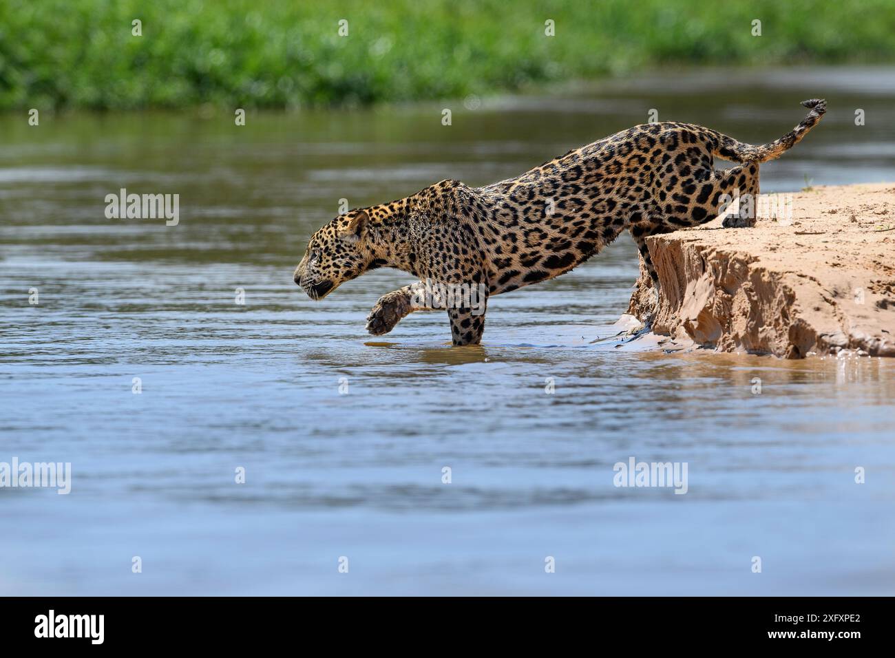 Jaguar (Panthera onca) female stealthily entering the river as she ...