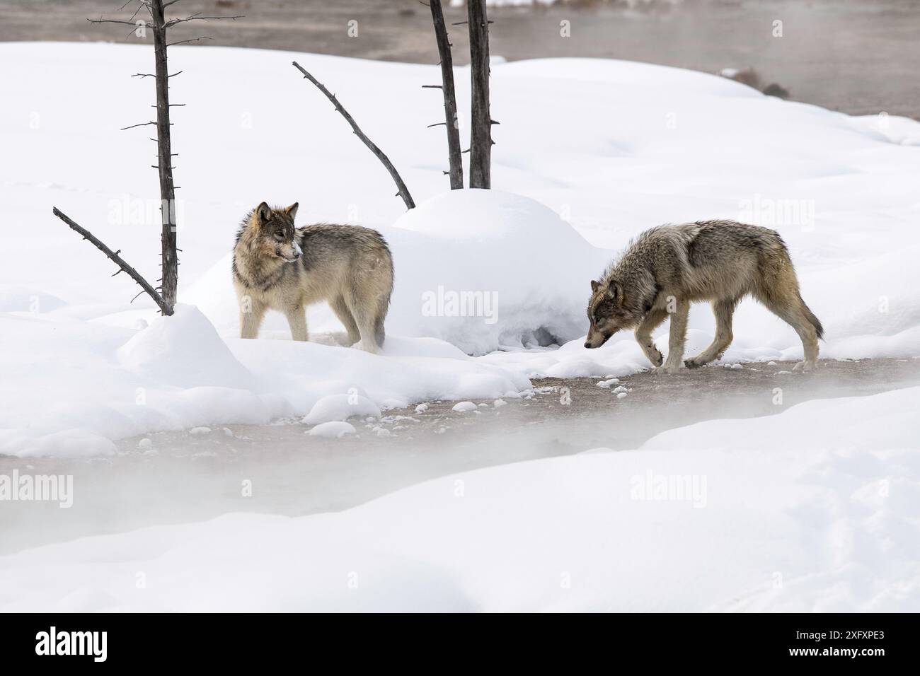 Grey wolves yellowstone hi-res stock photography and images - Alamy
