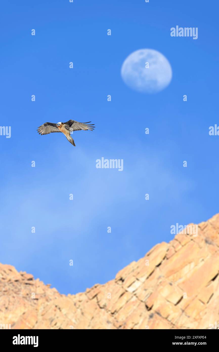 Bearded vulture (Gypaetus barbatus) in flight with the out-of-focus ...