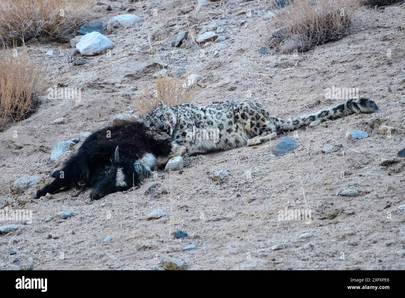 Snow leopard (Panthera uncia) female feeding on its kill - a domestic ...