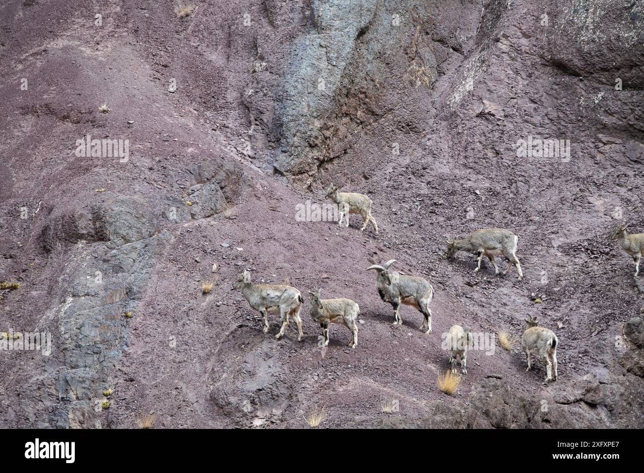 Ladakh mammals hi-res stock photography and images - Alamy