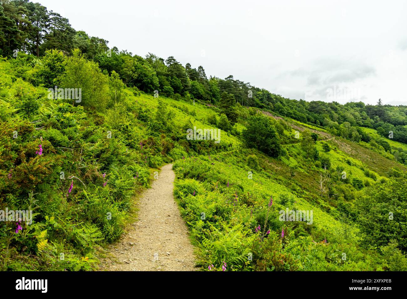 Walk through the beautiful Dartmoor National Park from Castle Drogo to ...