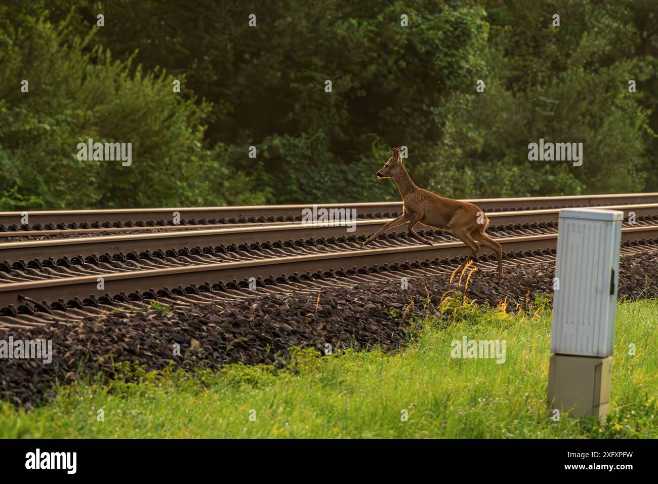 Wildlife accidents hi-res stock photography and images - Alamy