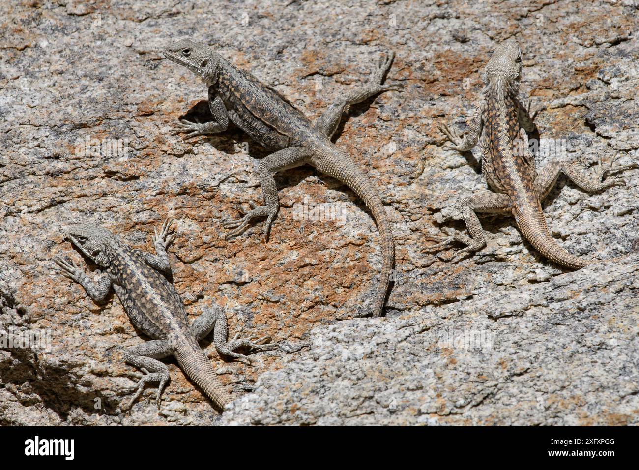 Himalayan agamas (Paralaudakia himalayana) basking on a rock. Ladakh ...