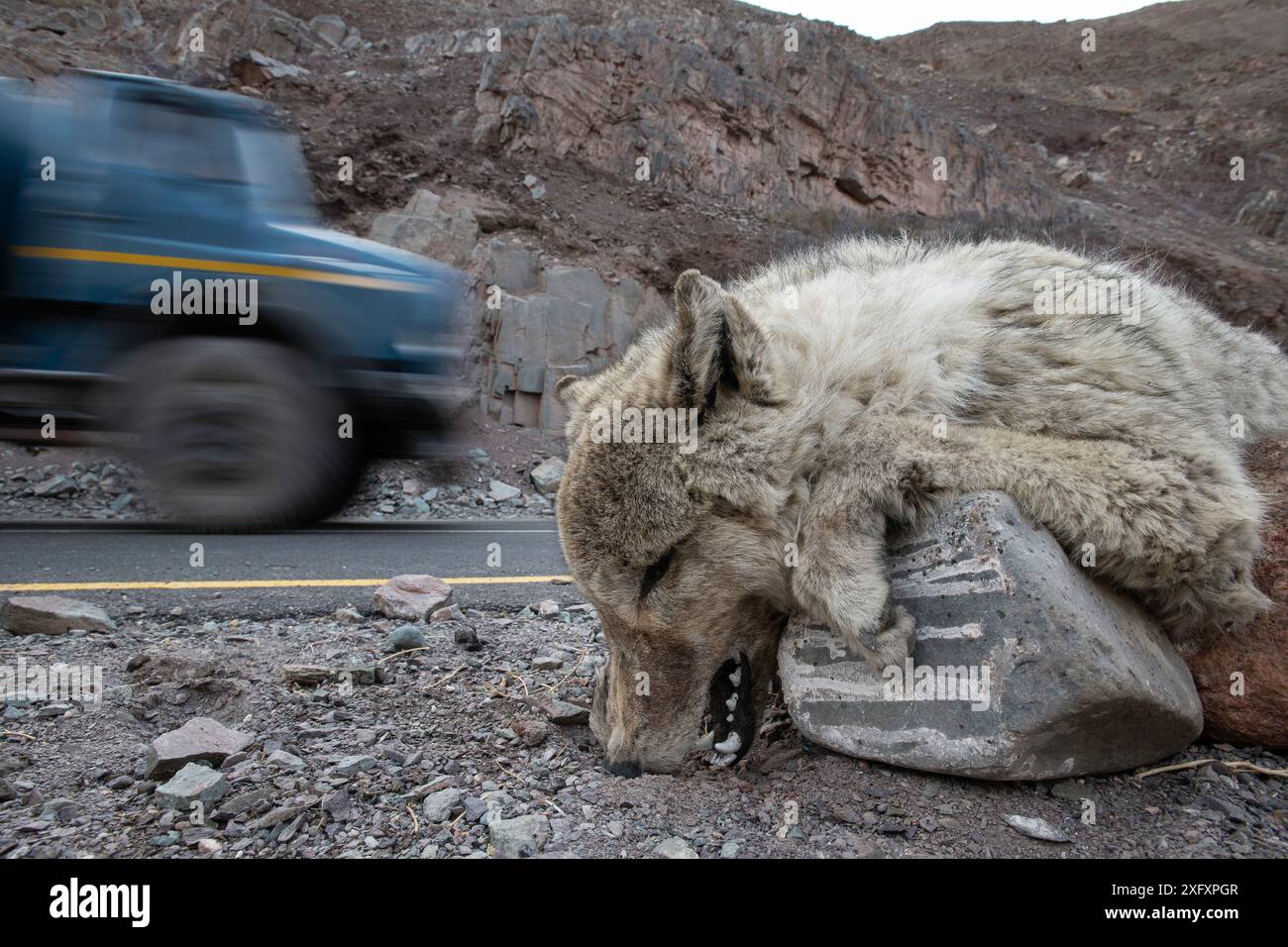 Corpse of a Himalayan wolf (Canis lupus), killed on a road outside Leh ...