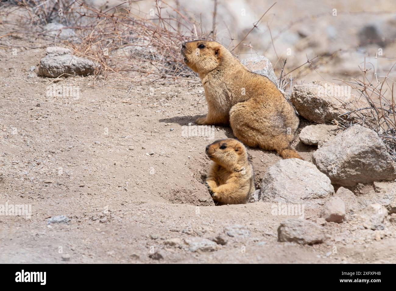 Himalayan rodent hi-res stock photography and images - Alamy