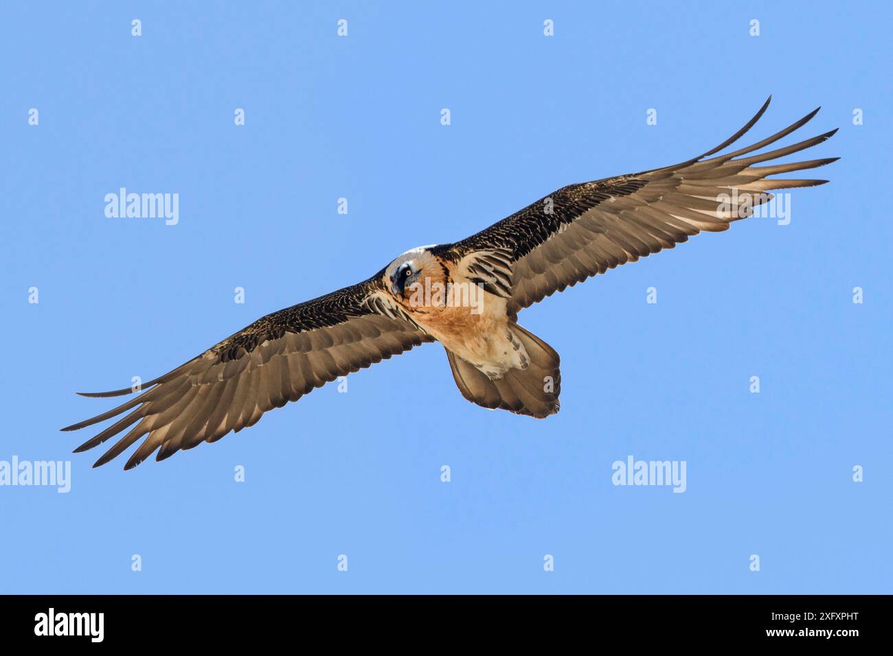 Bearded vulture (Gypaetus barbatus) in flight. Ladakh, Himalayas ...