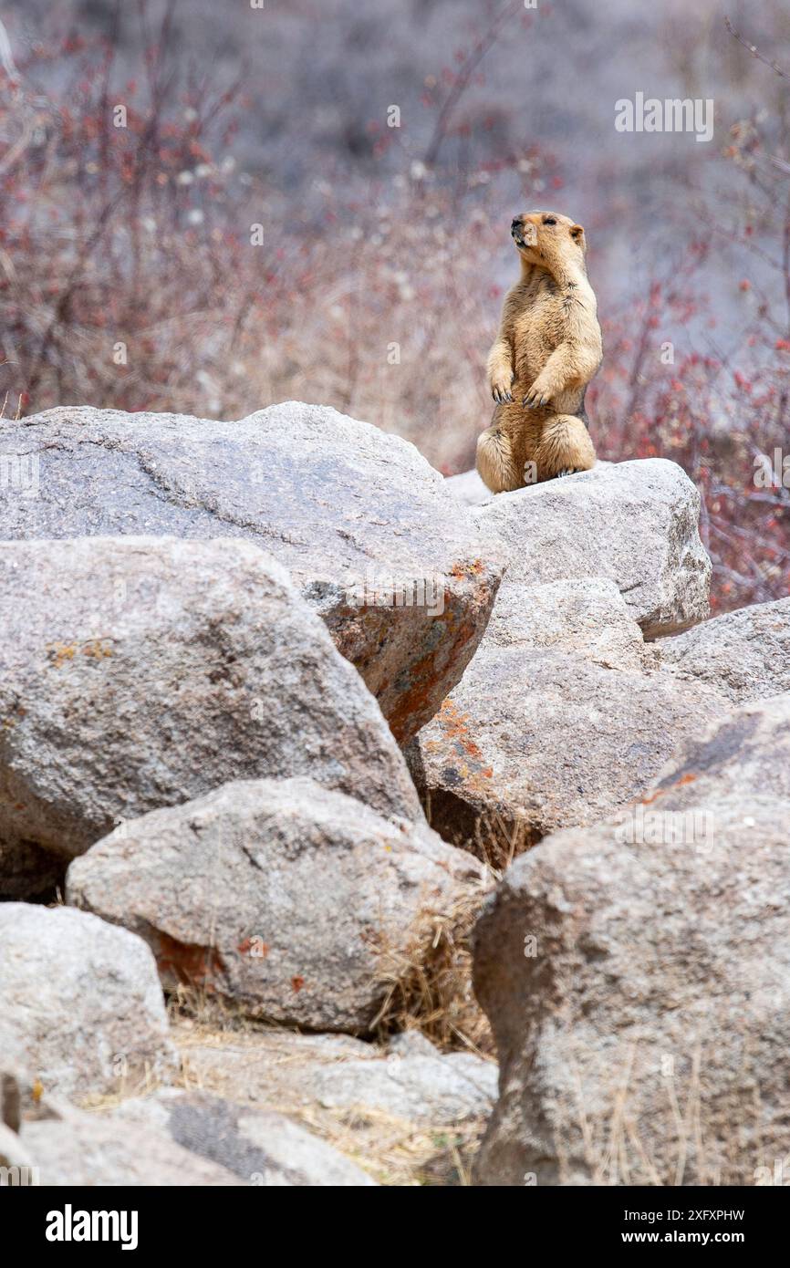 Himalayan marmot (Marmota himalayana) acting as a lookout sentinel ...