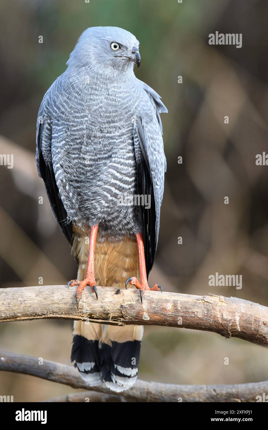 Adult Crane hawk (Geranospiza caerulescens) perched on bank side branch ...