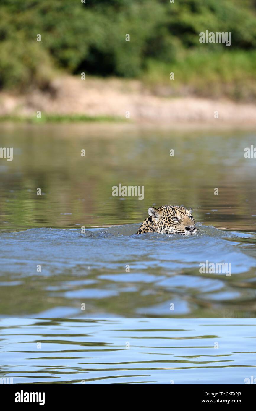 Jaguar (Panthera onca) female swimming across the Paraguay River. Near ...