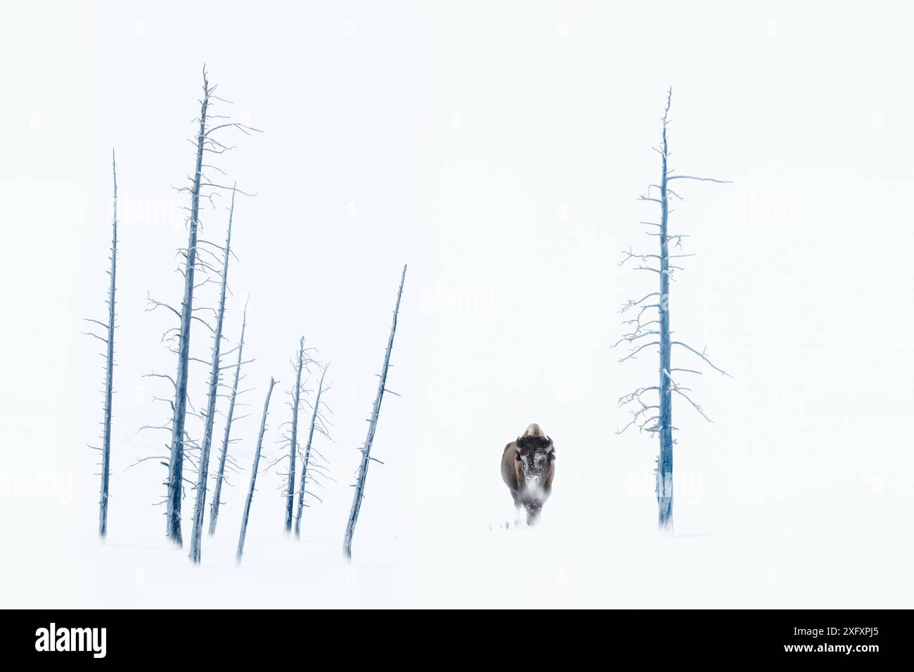 American Bison (Bison bison) frost covered male , standing by dead ...
