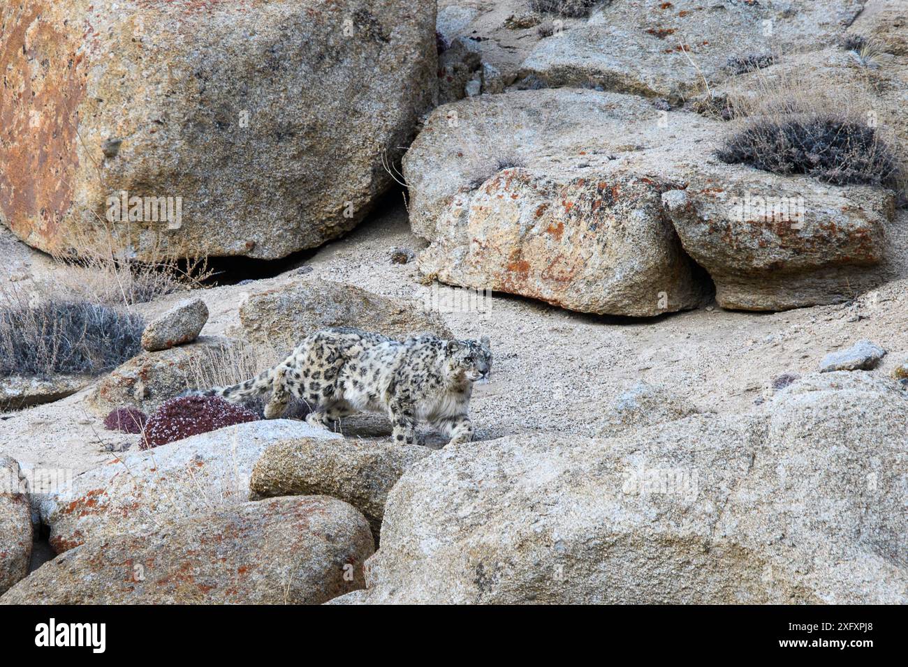Snow leopard (Panthera uncia) female stalking over broken rocky terrain ...