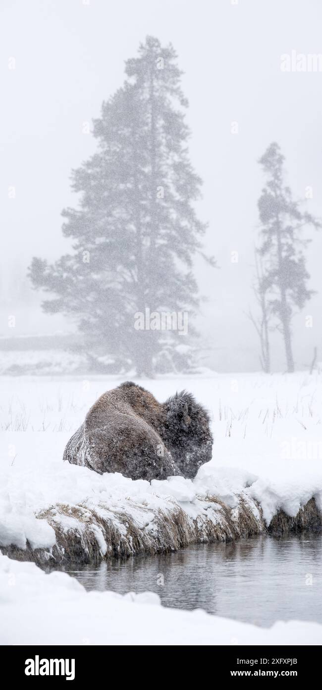 American bison (Bison bison) male resting in a snow storm. Firehole ...