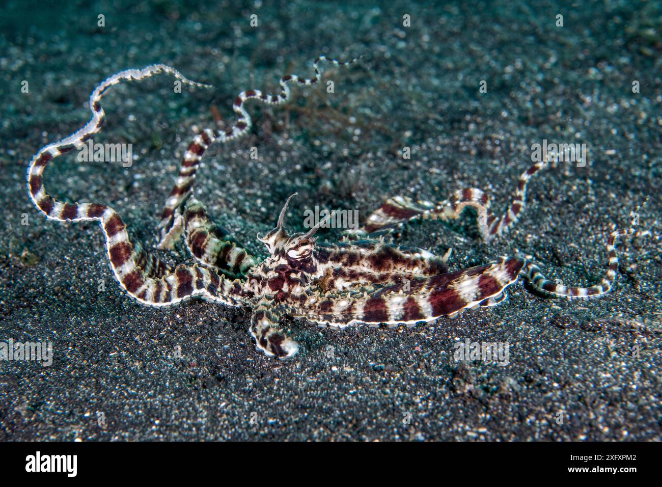 Mimic octopus (Thaumoctopus mimicus) waving its tentacles in the water ...