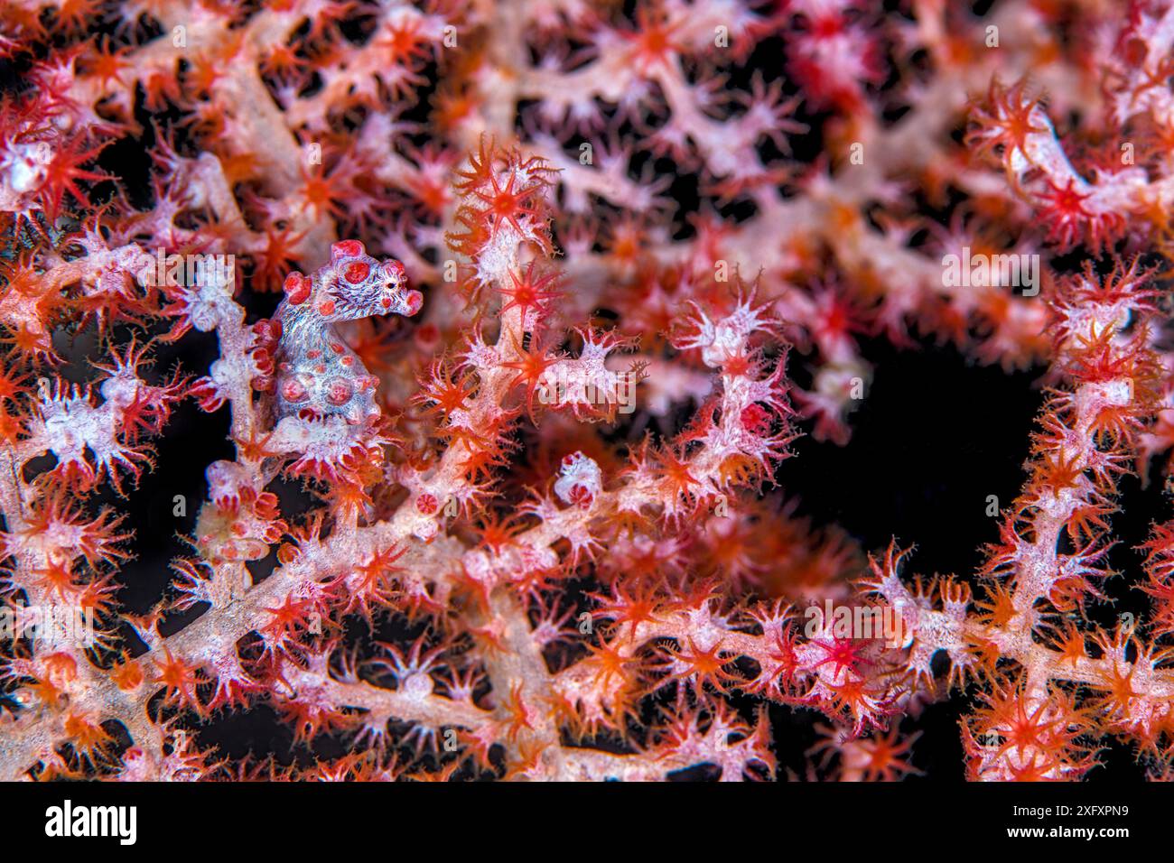 Bargibant's pygmy seahorses hi-res stock photography and images - Alamy
