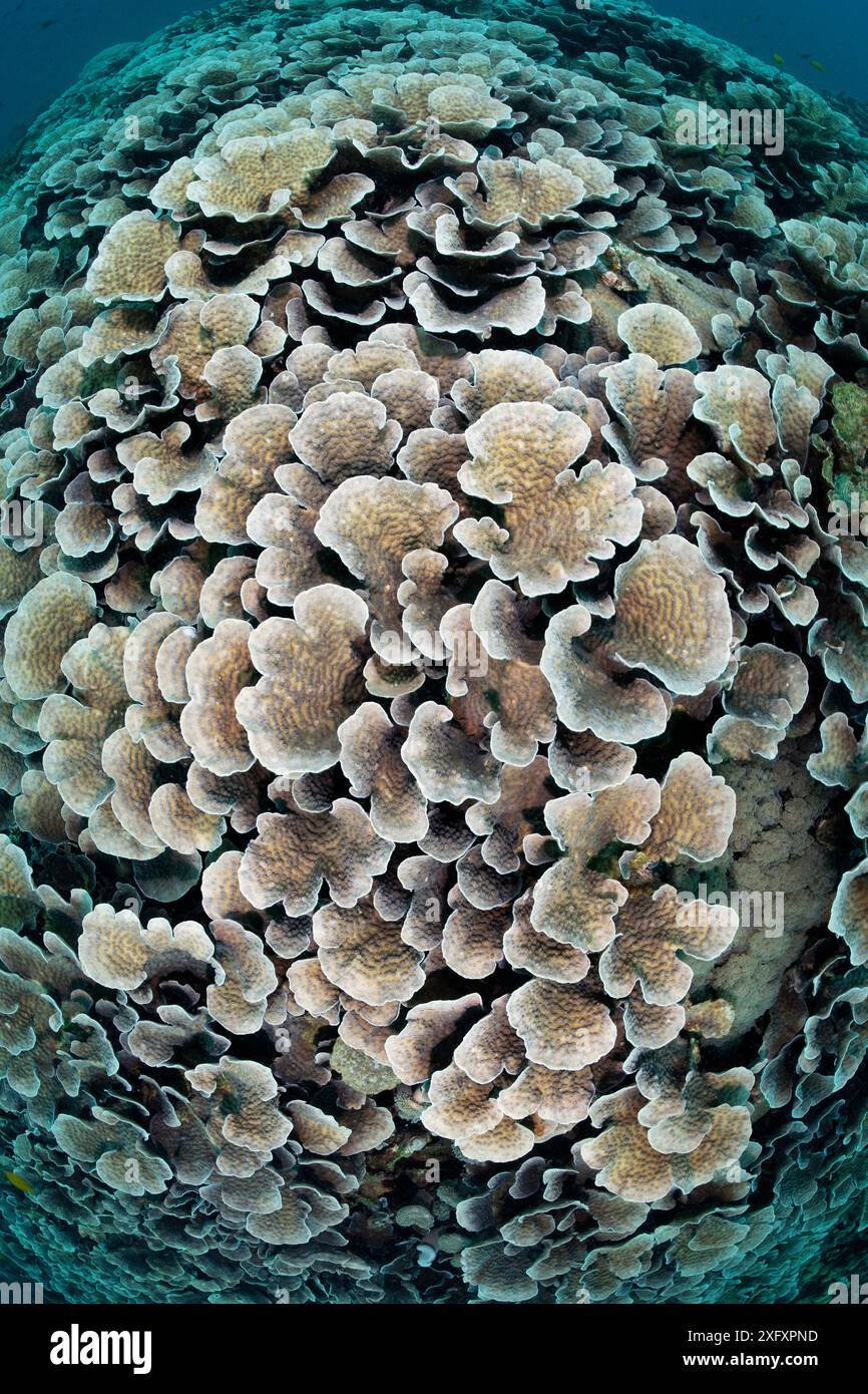 Cabbage coral / lettuce coral (Echinopora lamellosa) growing in shallow ...
