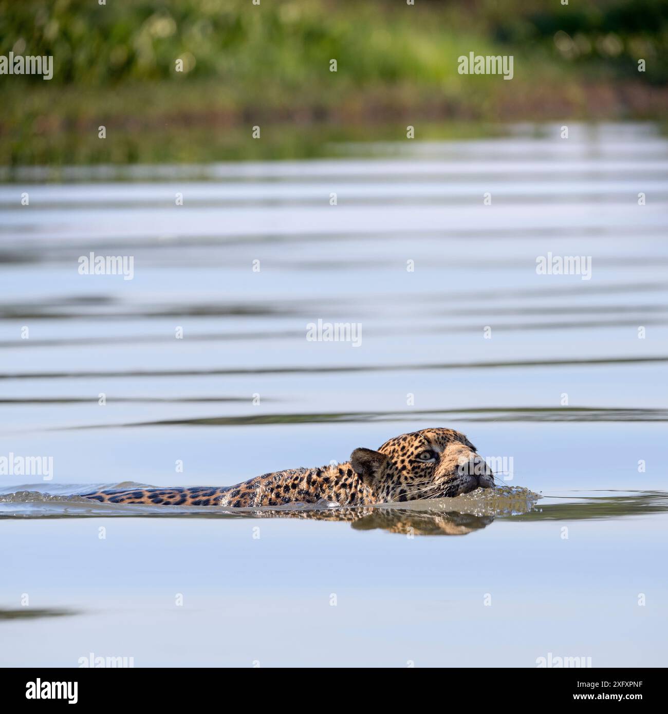 Jaguar (Panthera onca) female swimming across the Paraguay River. Near ...